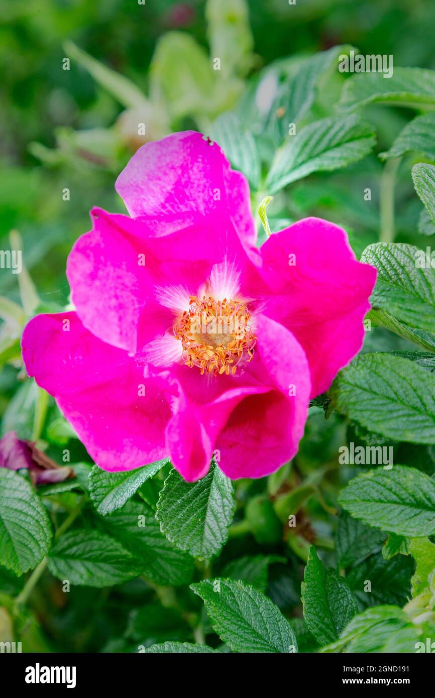 Red Dog Rose growing wild in the hedgerow Stock Photo - Alamy