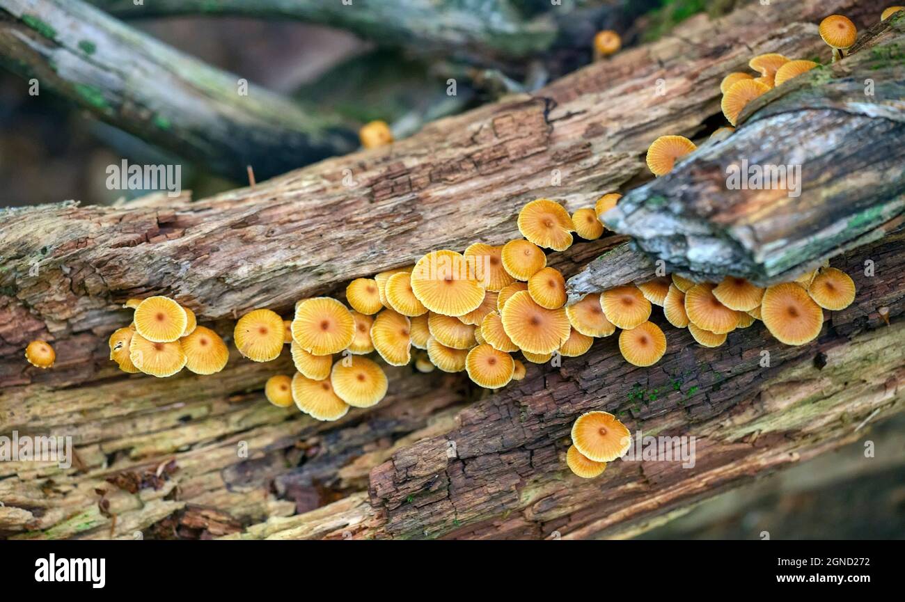Mushrooms on dead log hi-res stock photography and images - Alamy