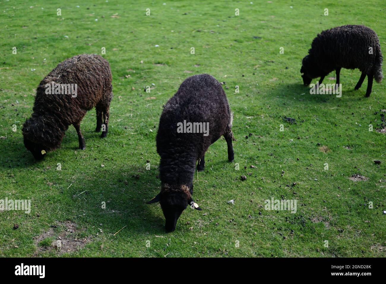 Dark sheep grazing on a pasture Stock Photo - Alamy