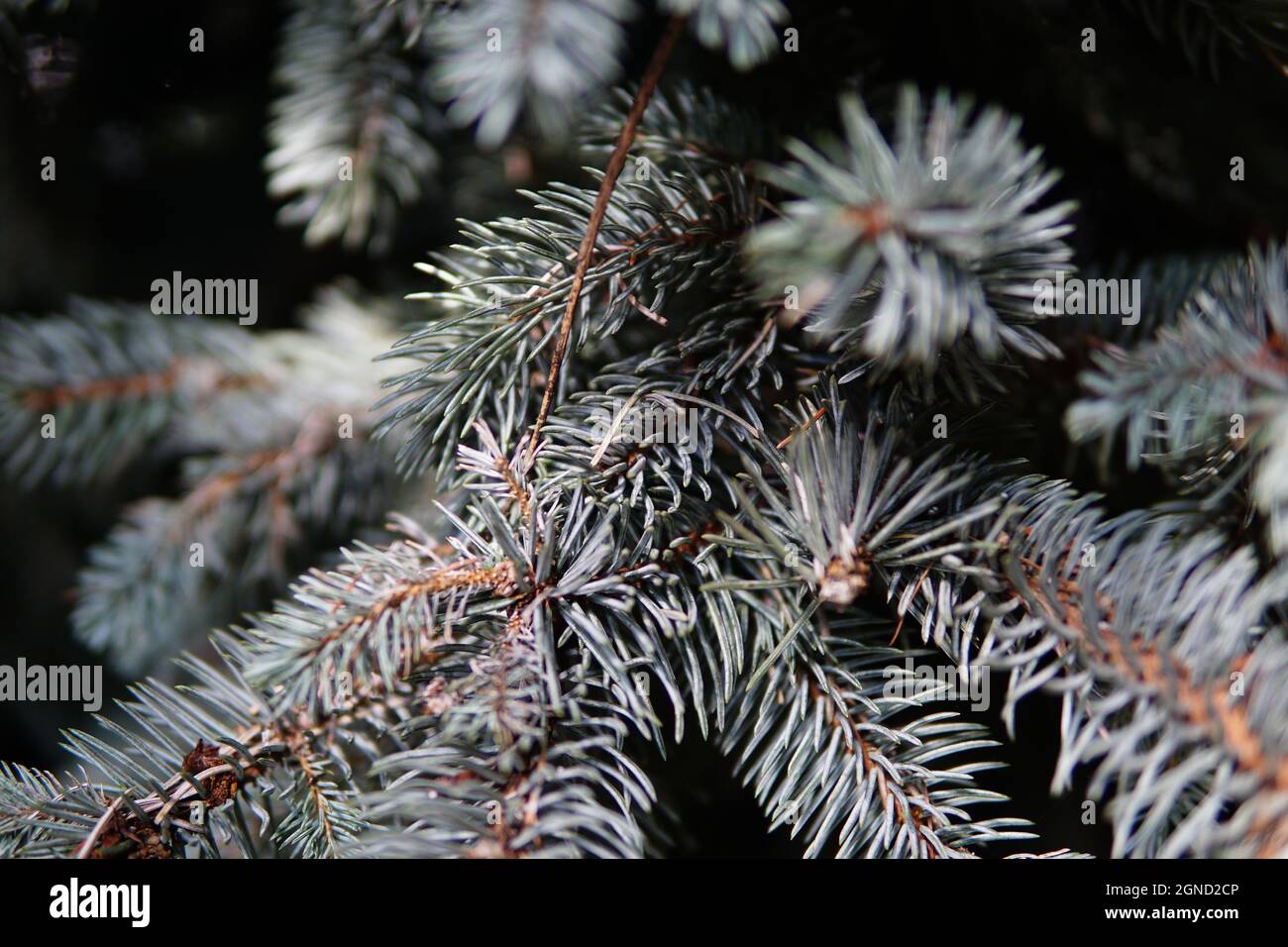 Closeup shot of colorado blue spruce branches Stock Photo - Alamy