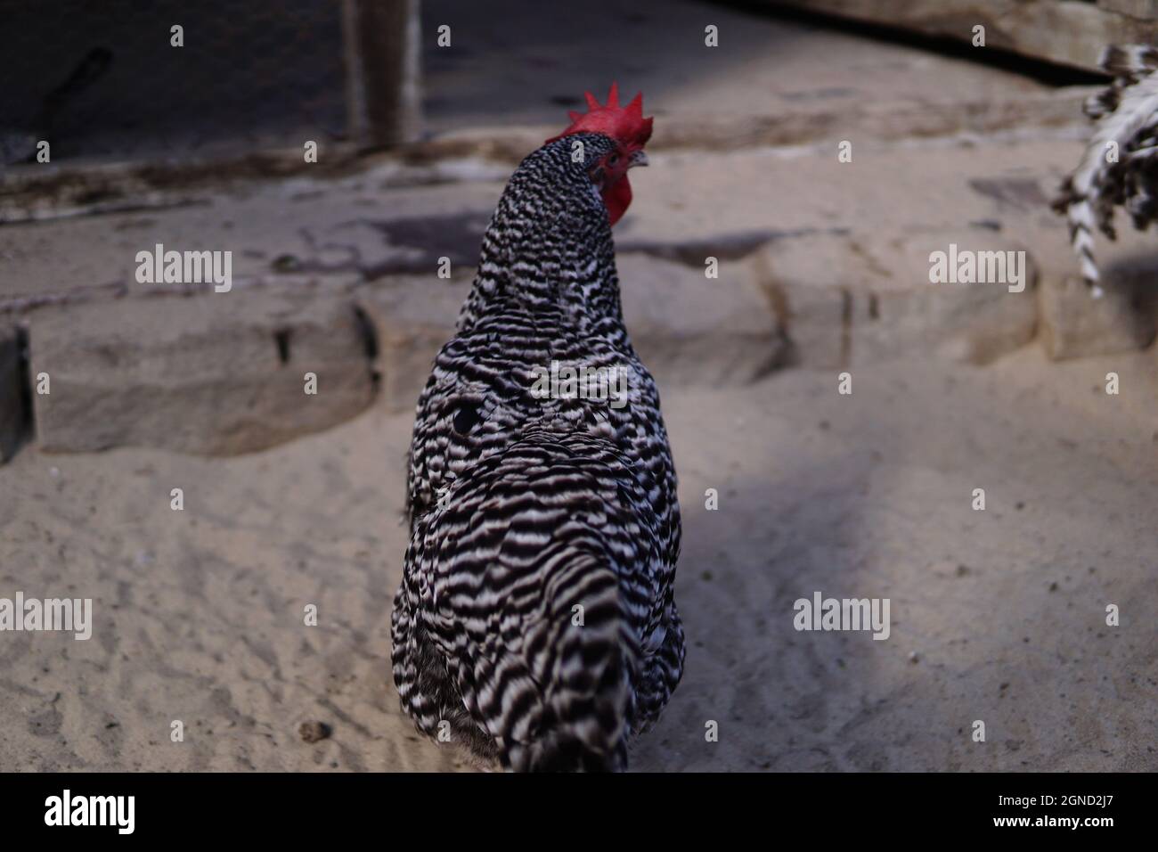 Hen chicken in sand hi-res stock photography and images - Alamy