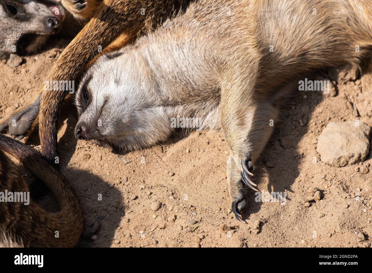 Adorable meerkat or suricate restin in sunlight in the zoo Stock Photo ...