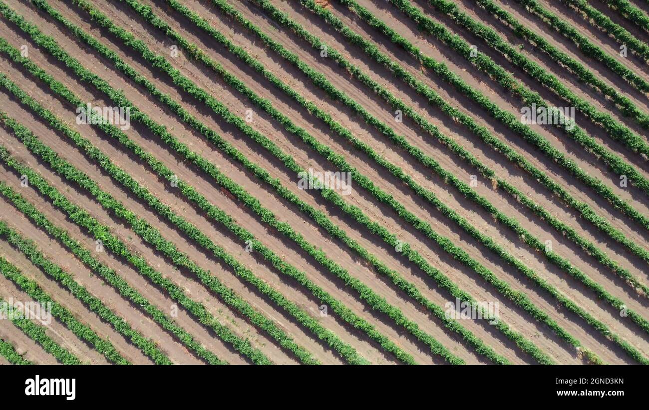 Rows in the vineyard, natural pattern from above with a drone. View ...