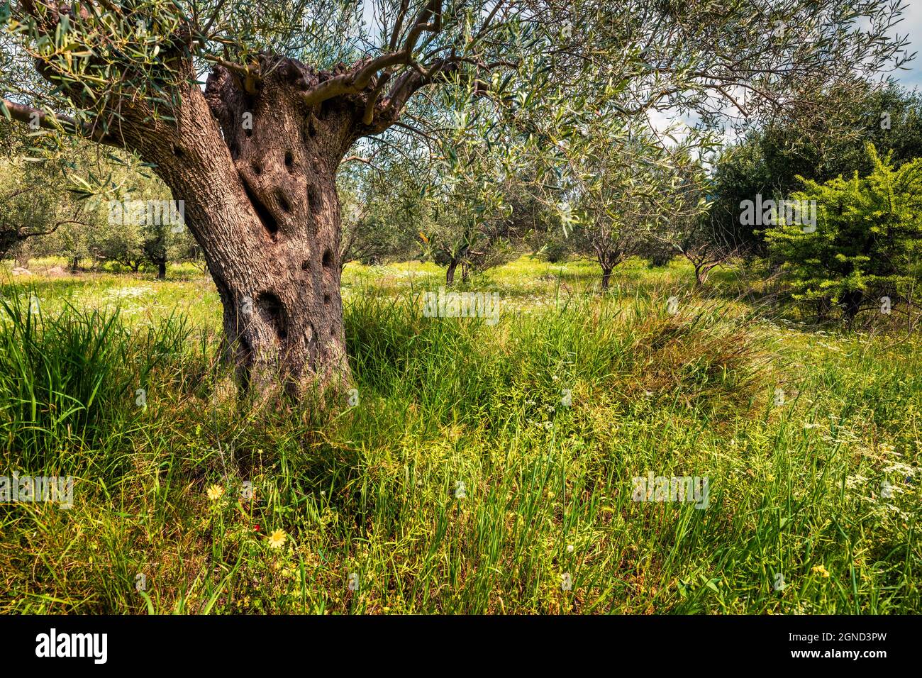 Sunny spring scene in olive garden on the Zakinthos island. Colorful ...