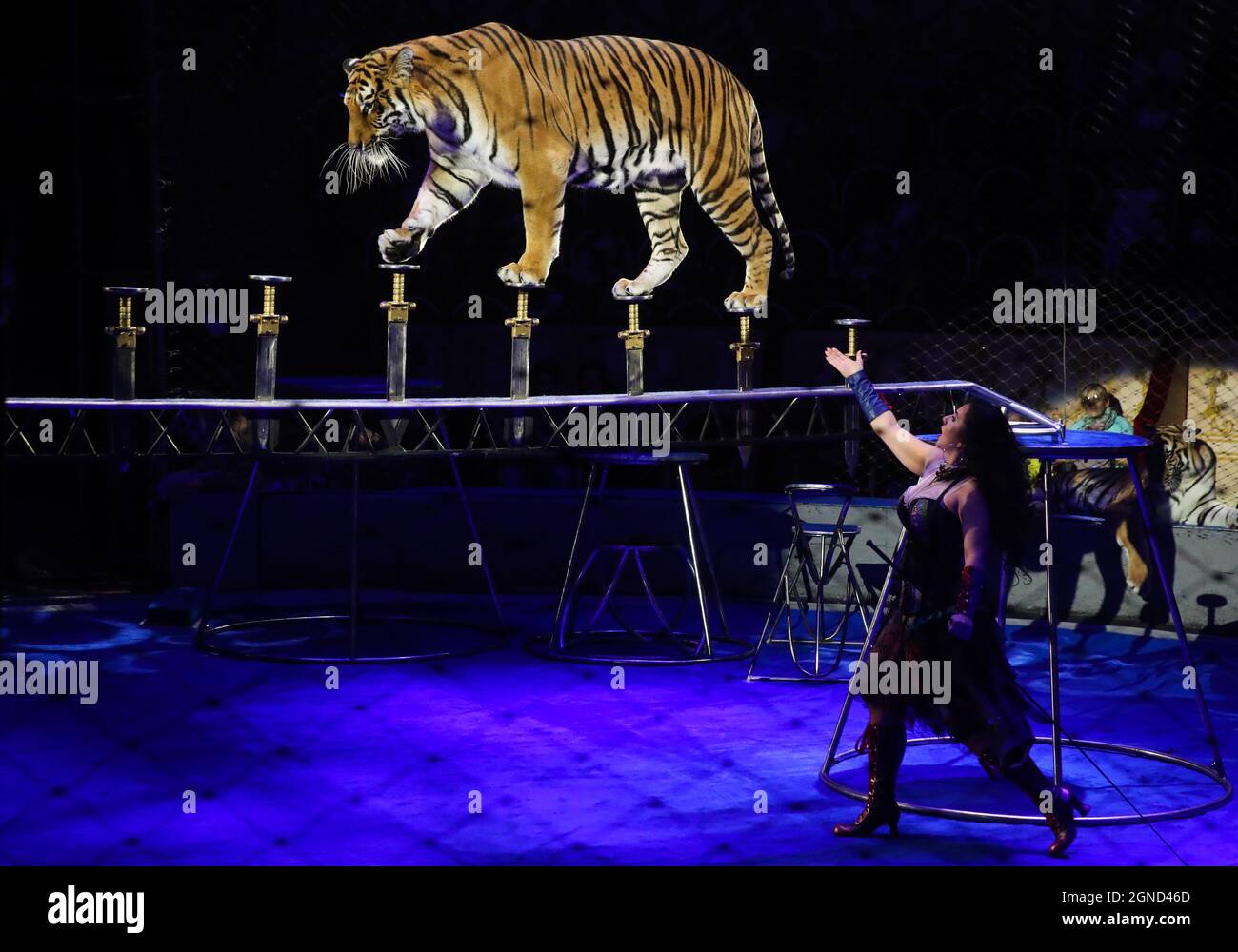 Circus Show Tiger Tamer High Resolution Stock Photography and Images ...