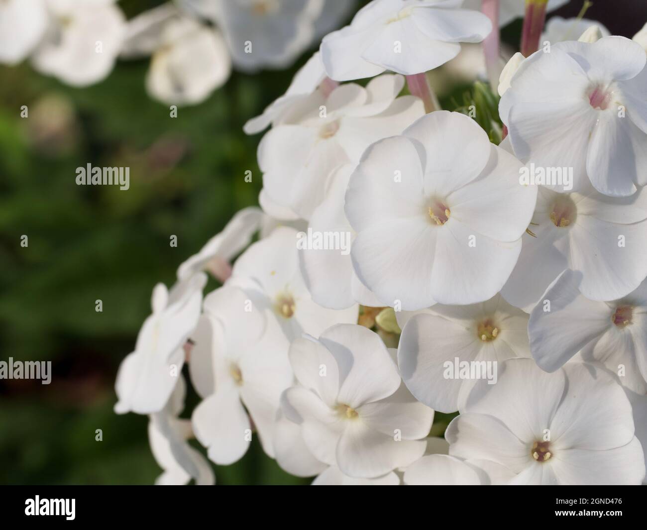 An inflorescence of white phlox flowers, a close-up picture. Beautiful ...