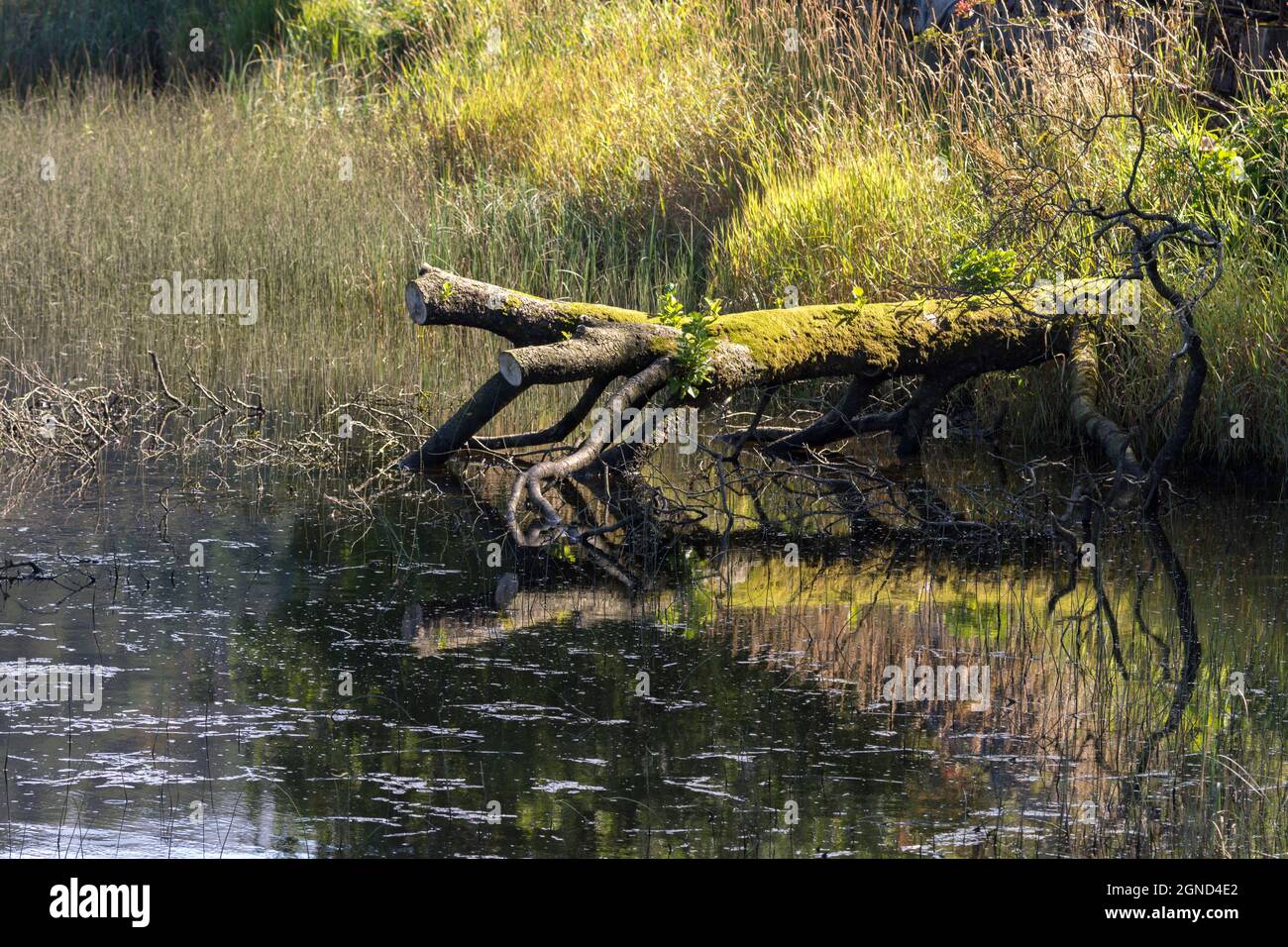 canoe ride on lake Osoyro in Norway Stock Photo - Alamy