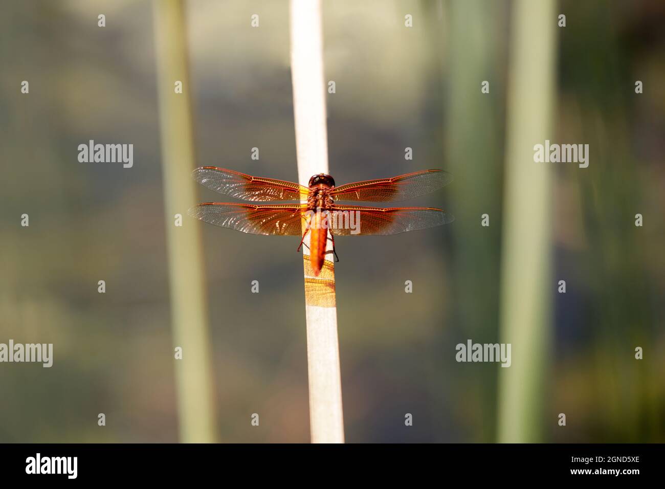 Flame (firecracker) Skimmer resting on water grass. Santa Clara County ...