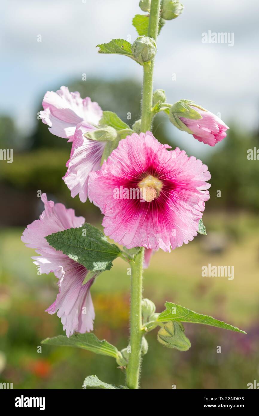 Close up of a pink common hollyhock (alcea rosea) flower in bloom Stock ...