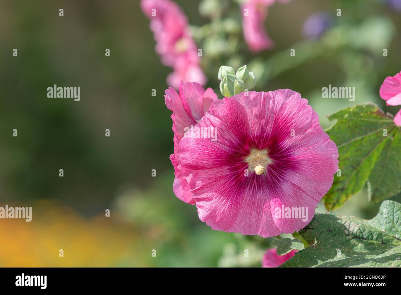 Close up of a pink common hollyhock (alcea rosea) flower in bloom Stock ...