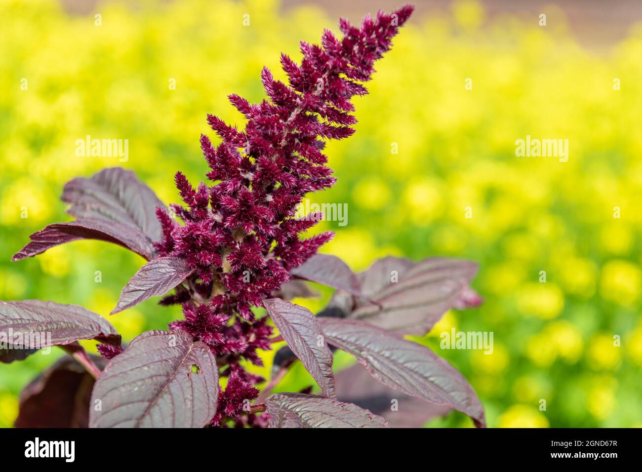 Princes feather amaranthus hypochondriacus hi-res stock photography and ...