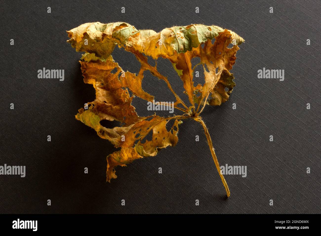 Curled dry dead leaf hi-res stock photography and images - Alamy