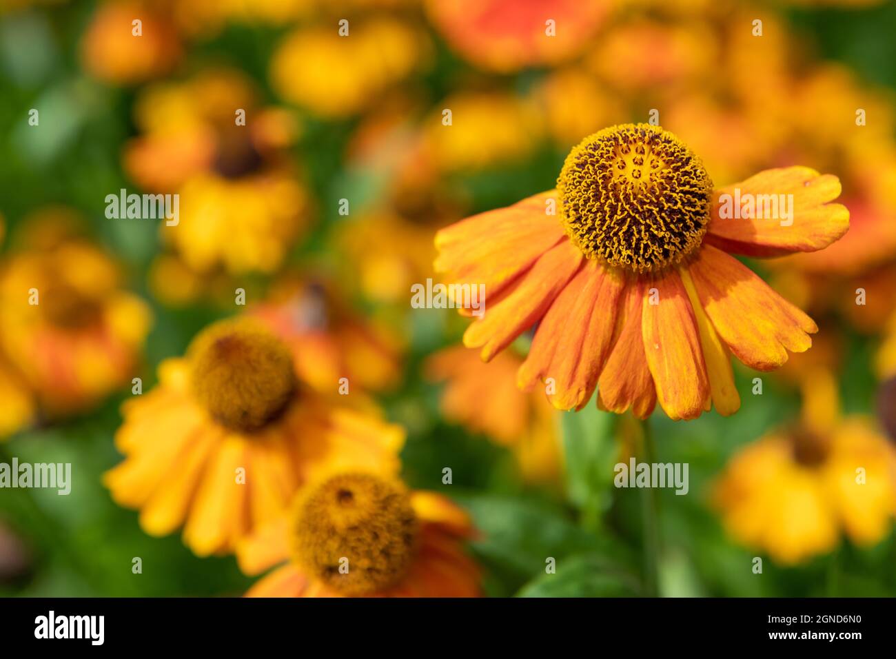 Close up of common sneezeweed (helenium autumnale) flowers in bloom ...