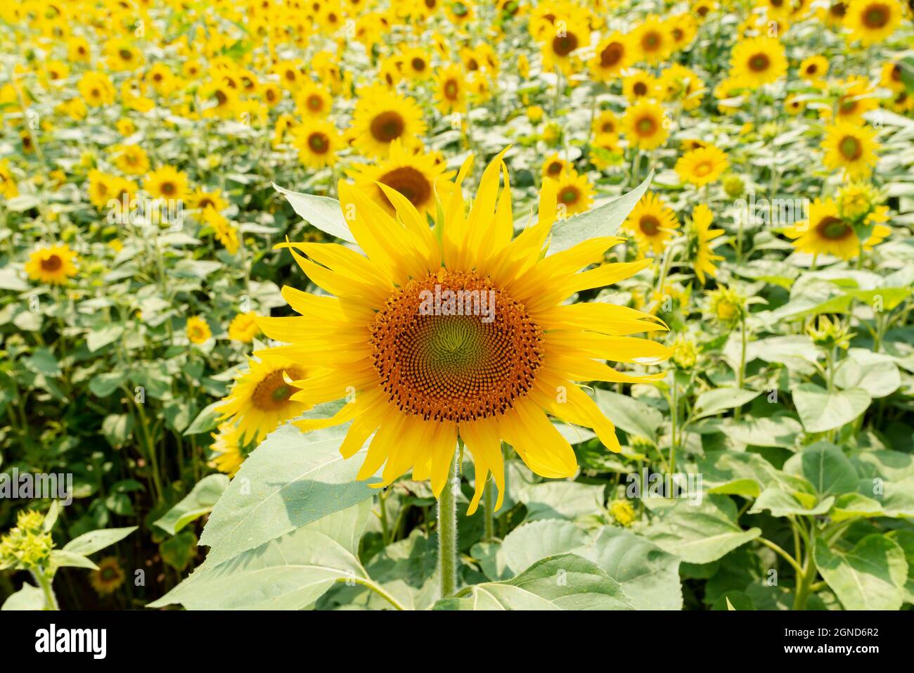 Sunflowers prints hi-res stock photography and images - Alamy