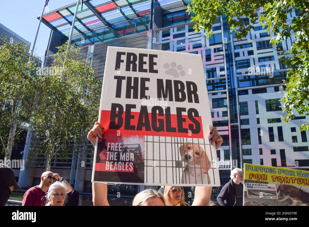 London, UK. 24th Sep, 2021. A protester holds a 'Free The MBR Beagles ...