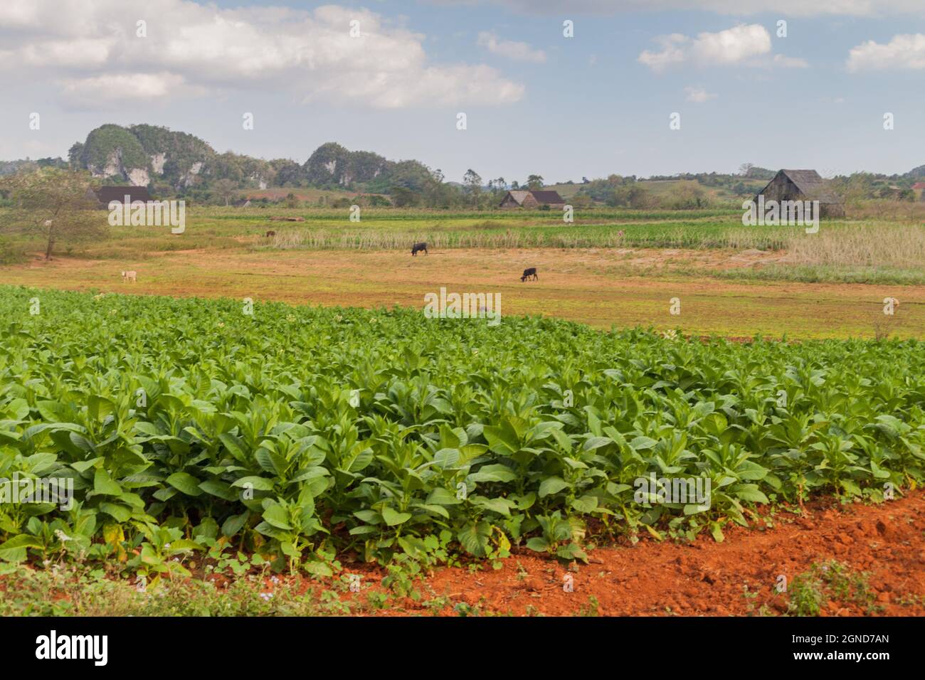 Cigar fields hi-res stock photography and images - Alamy