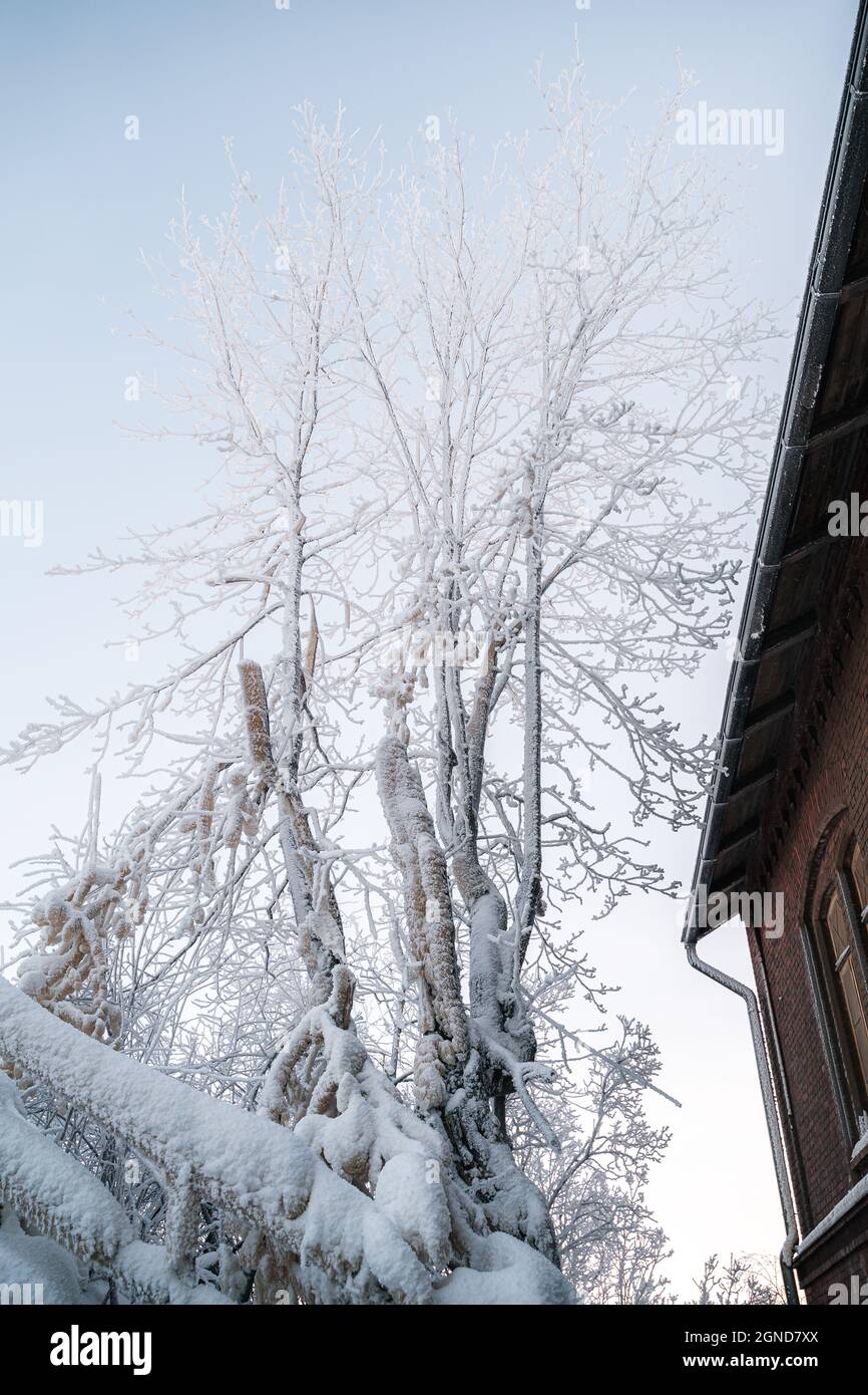 Snow covered tree during winter in Helsinki, Finland Stock Photo - Alamy