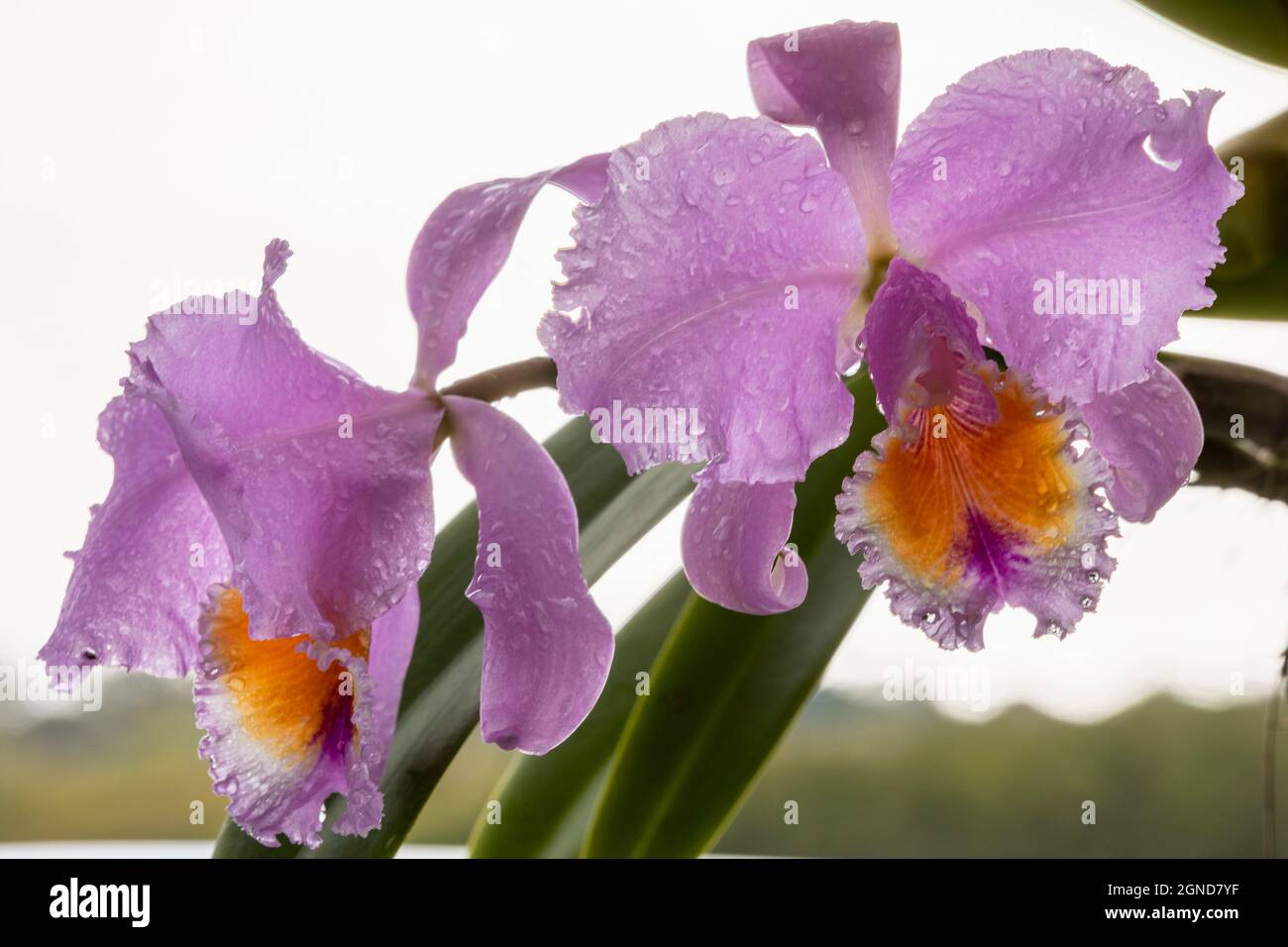 Cattleya orchid with dew in Hawaii Stock Photo - Alamy