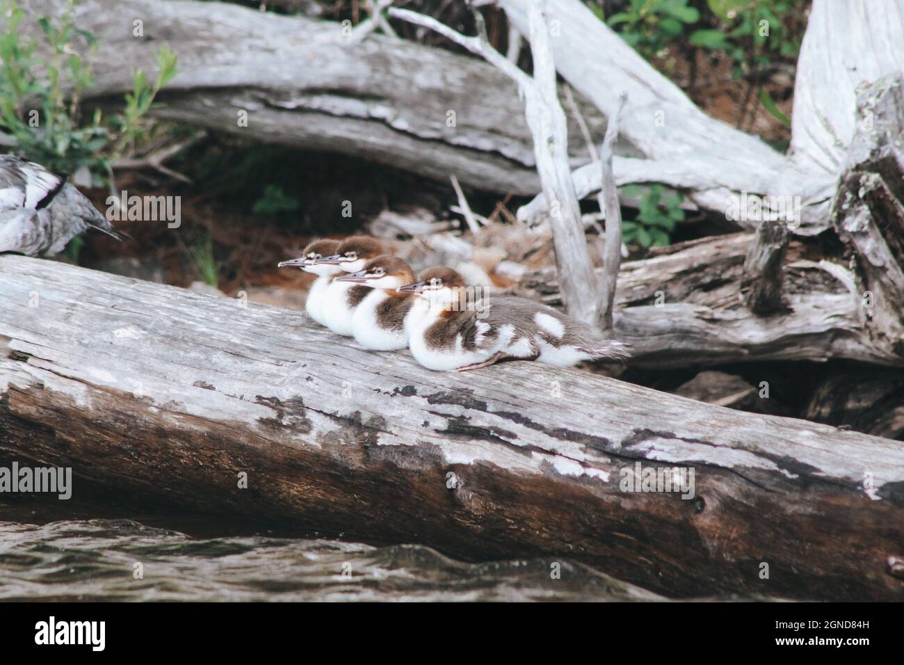 Common Merganser ducklings resting Stock Photo - Alamy