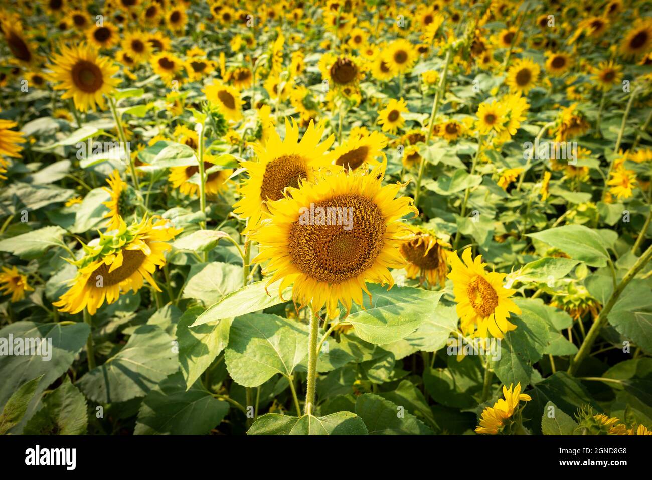 No 11 prints hi-res stock photography and images - Alamy