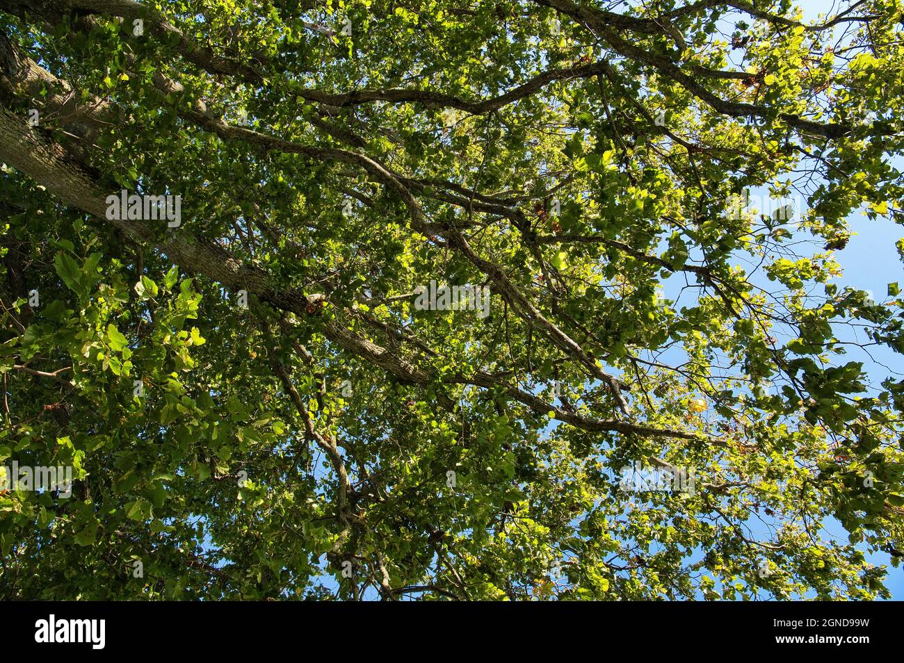 Low angle shot of white alder (Alnus rhombifolia) tree with blue sky ...