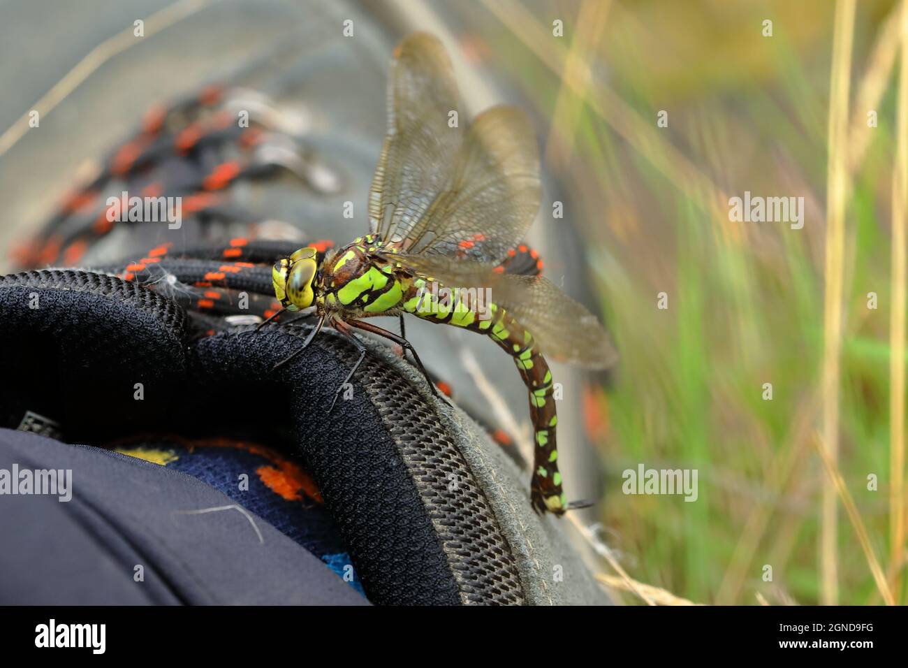 Female common hawker dragonfly hi-res stock photography and images - Alamy