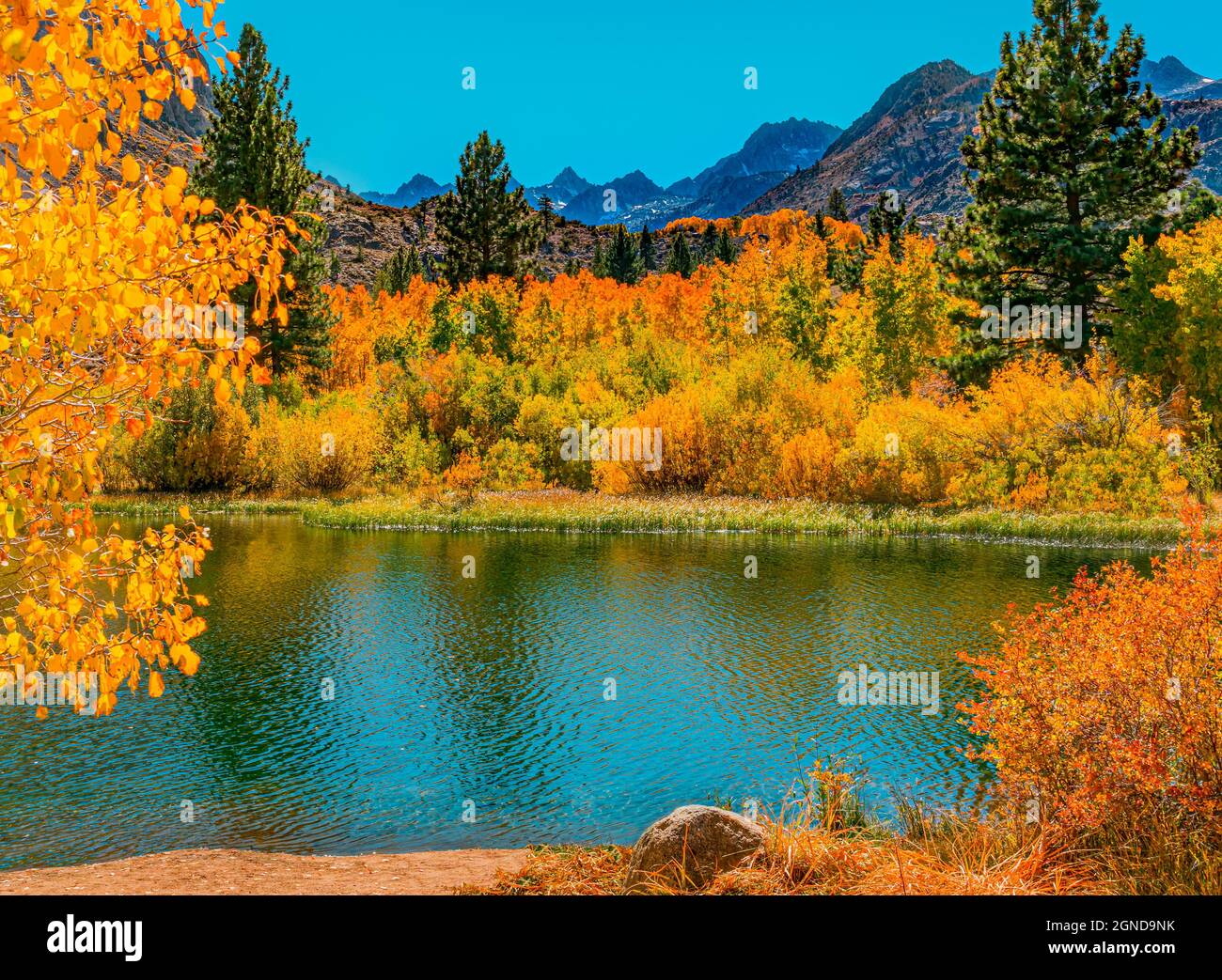 California fall aspen trees hi-res stock photography and images - Alamy