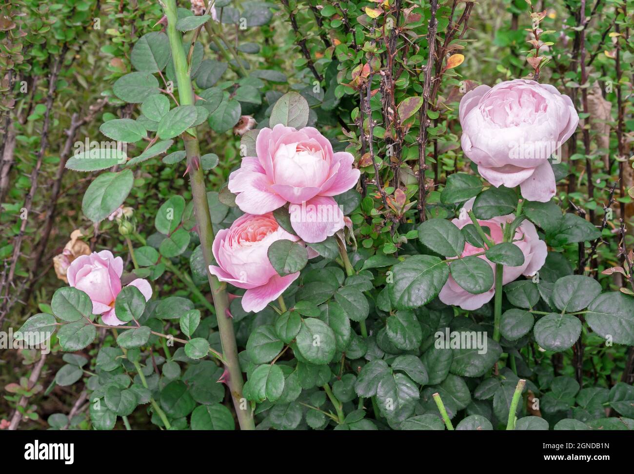 Pink roses bloom in the outdoor garden Stock Photo - Alamy