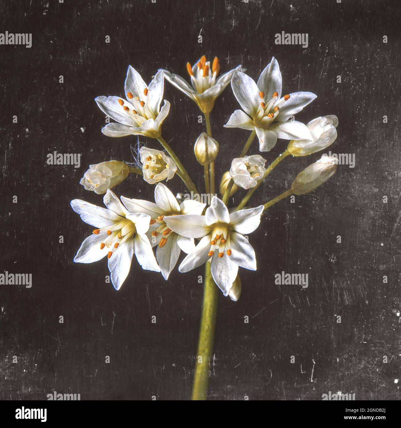 Closeup of false garlic flowers against a dark background with a ...