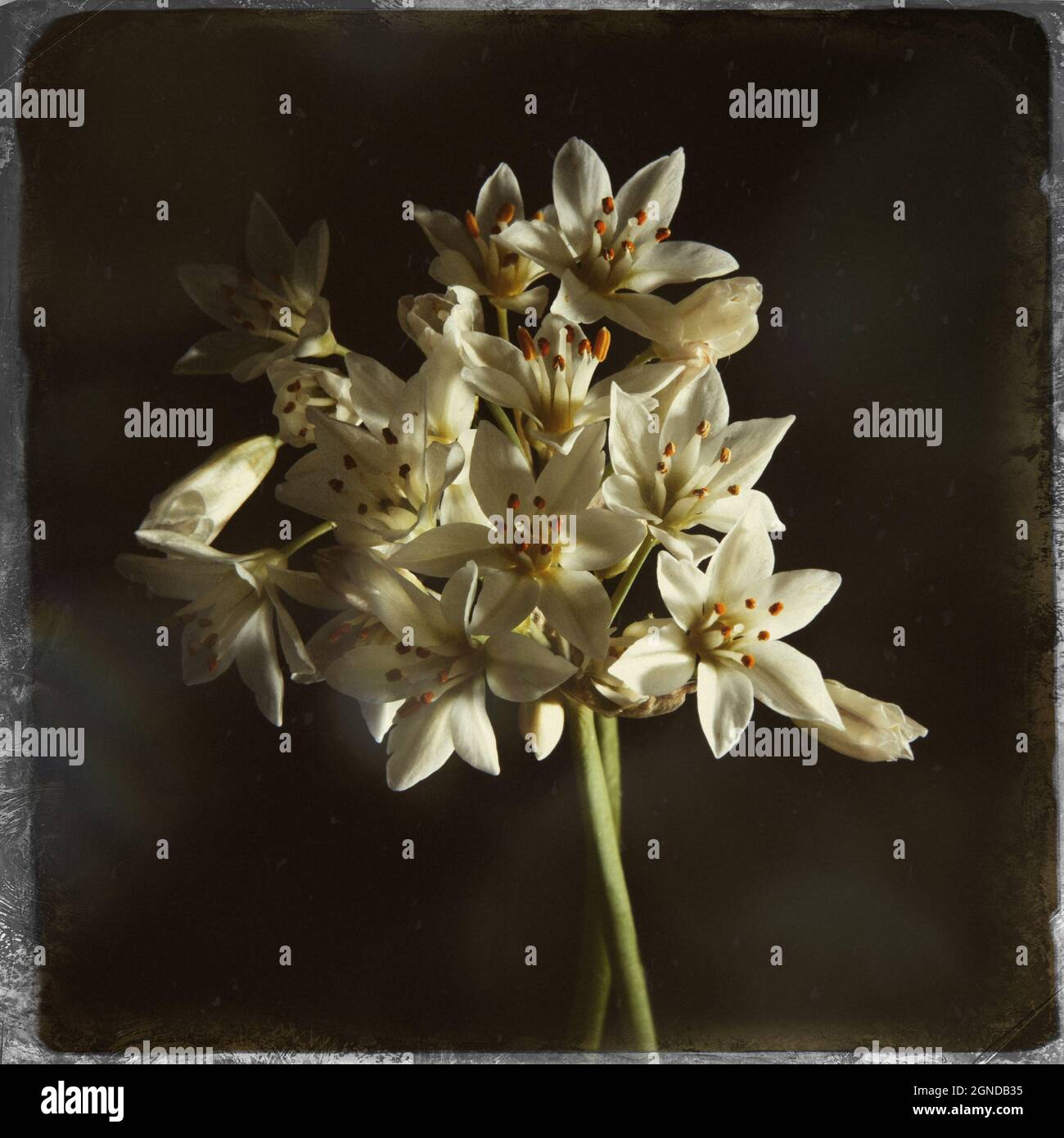 False garlic flowers hi-res stock photography and images - Alamy