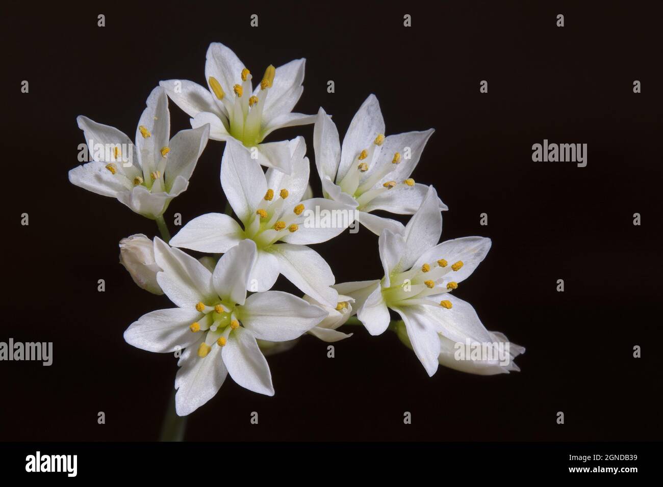 False garlic flowers hi-res stock photography and images - Alamy