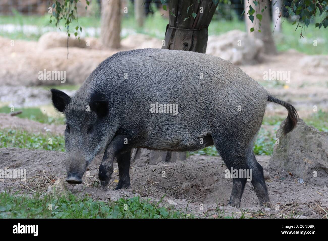 Black wild boar in a farmland Stock Photo - Alamy