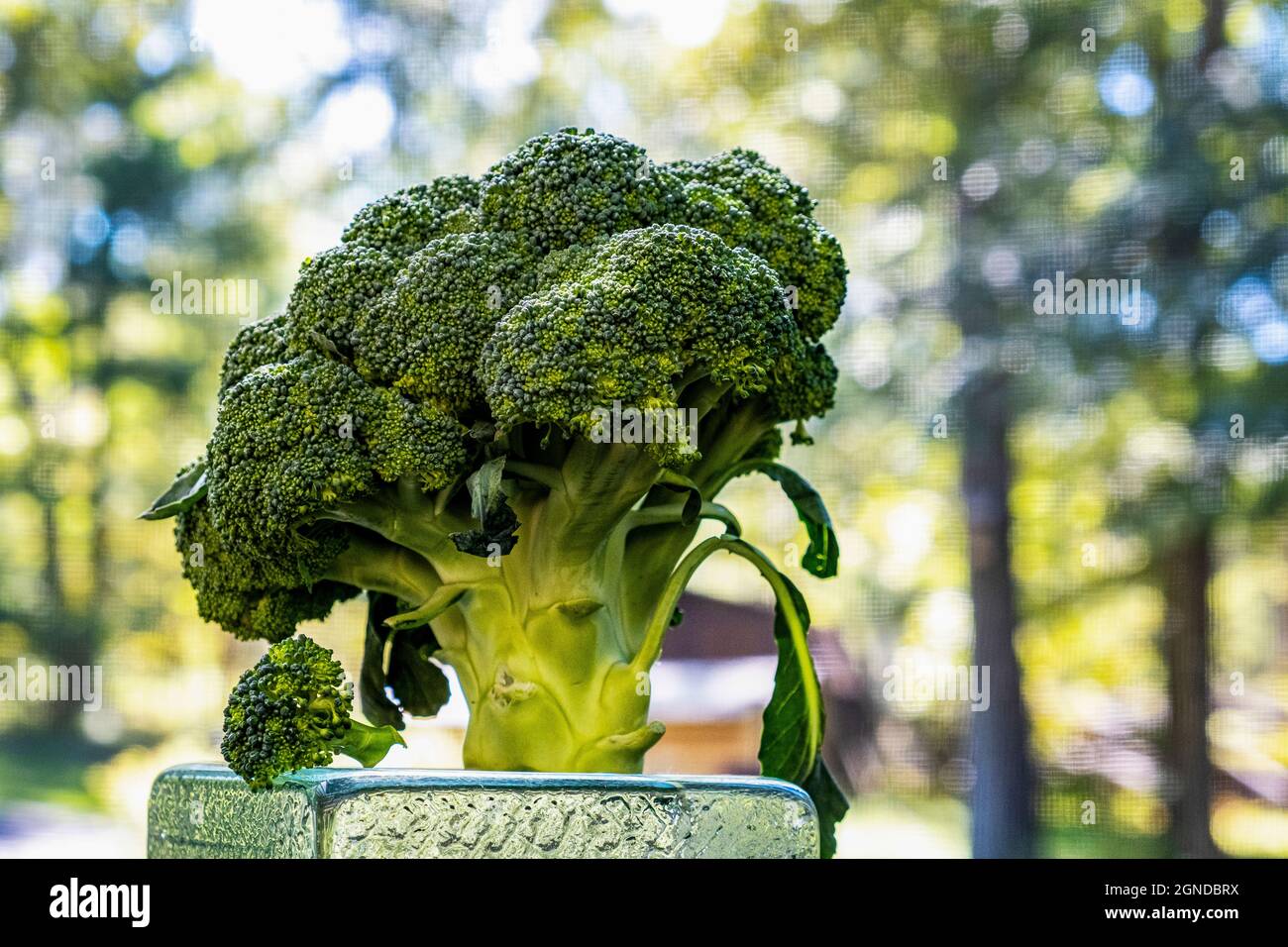 uncut broccoli pictured on pedestal Stock Photo - Alamy