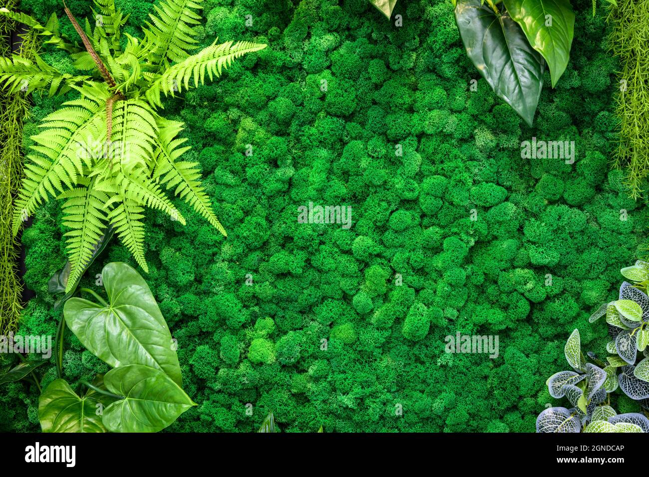 Moss Plant Texture