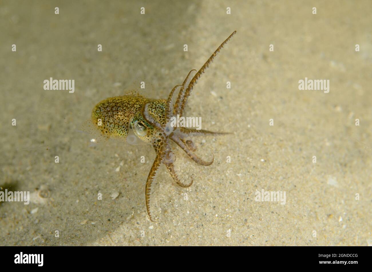 Bobtail squid australia hi-res stock photography and images - Alamy