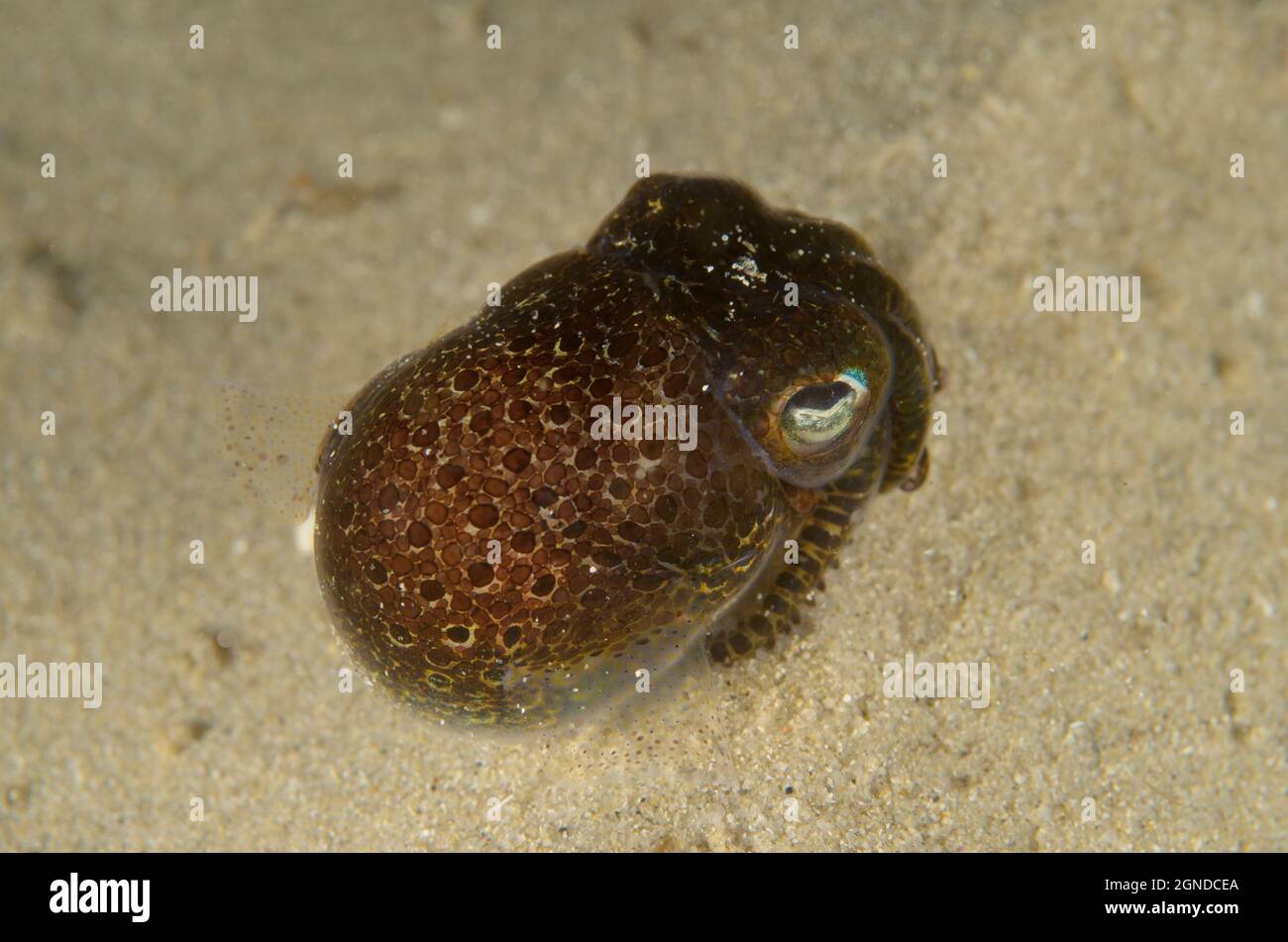 Bobtail squid australia hi-res stock photography and images - Alamy
