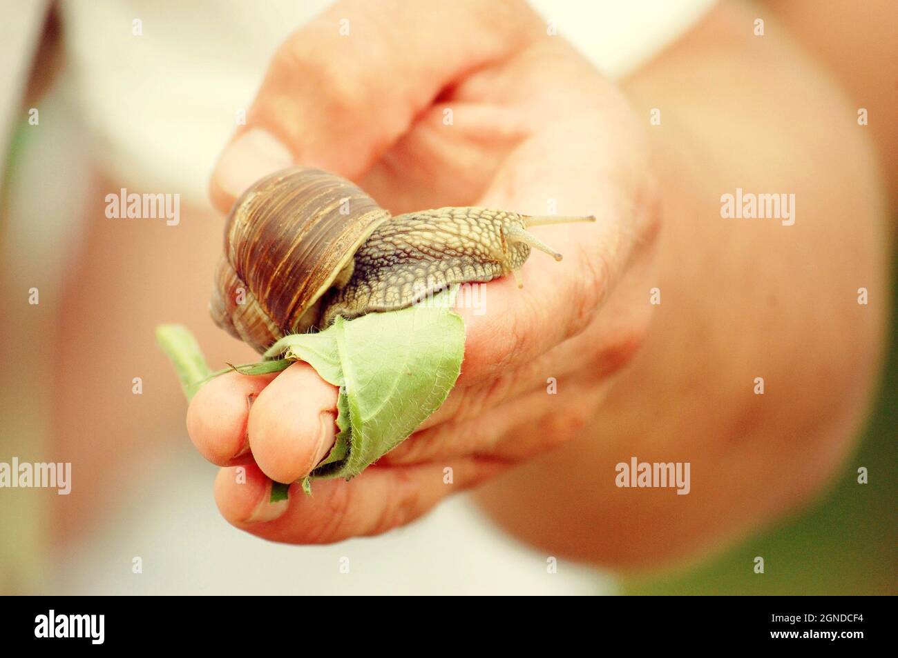 Snail on hand Stock Photo - Alamy