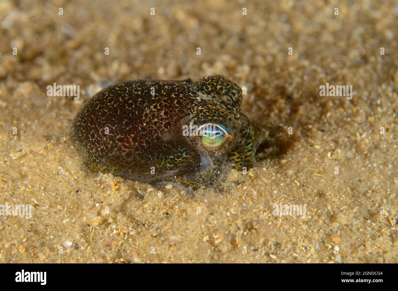 Southern Dumpling Squid, Euprymna tasmanica, at Watsons Bay, New South ...