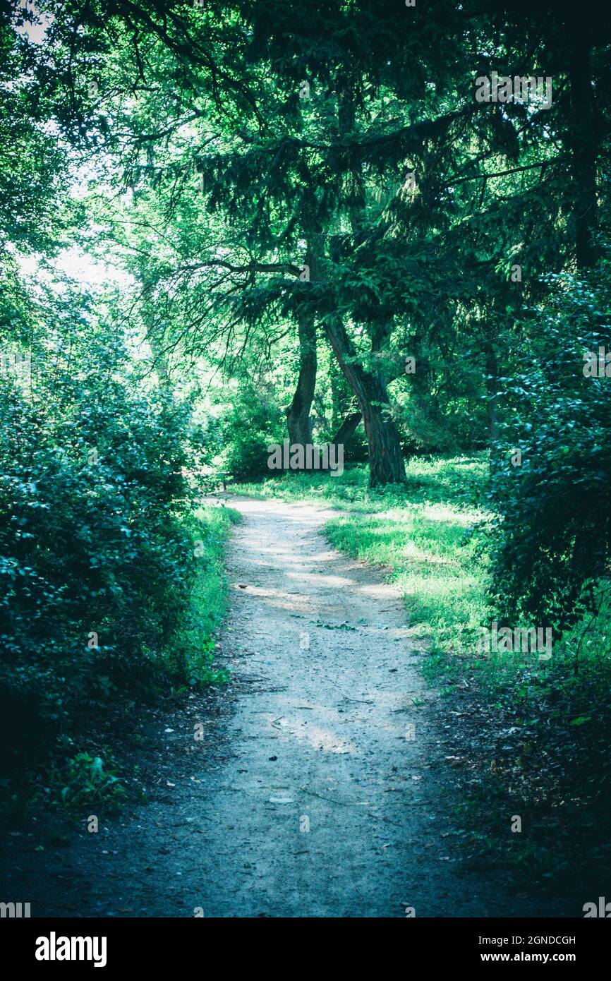 Dirt path to the forest Stock Photo - Alamy