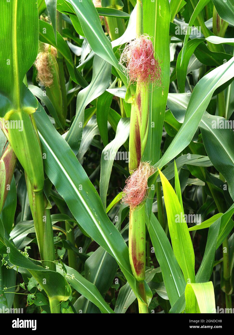 Corn unripe hi-res stock photography and images - Alamy