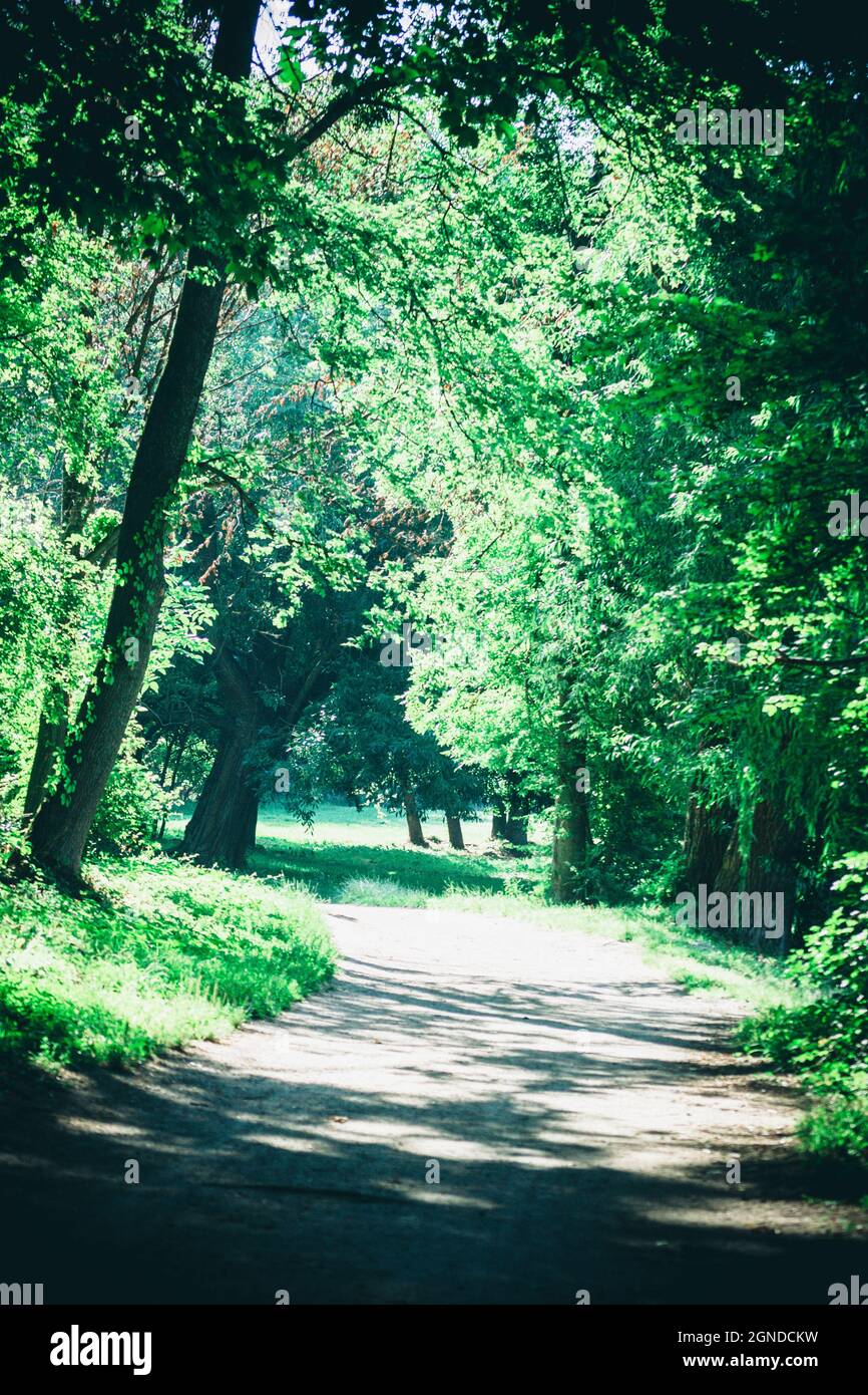 Road in the forest park in the spring Stock Photo - Alamy