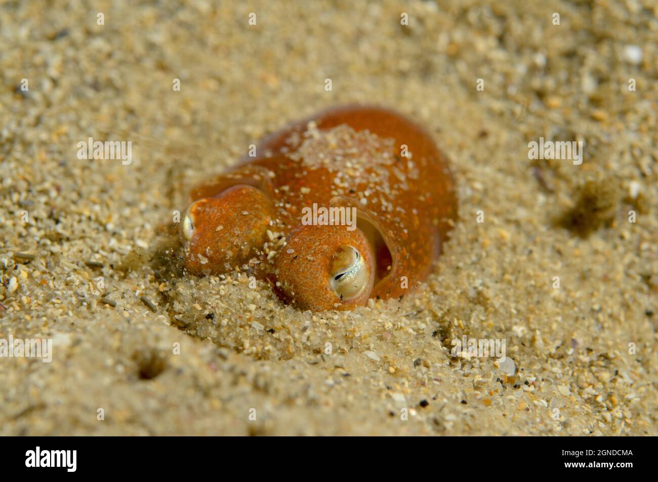 Southern Bottletail Squid, Sepiadarium austrinum, at Clifton Gardens ...
