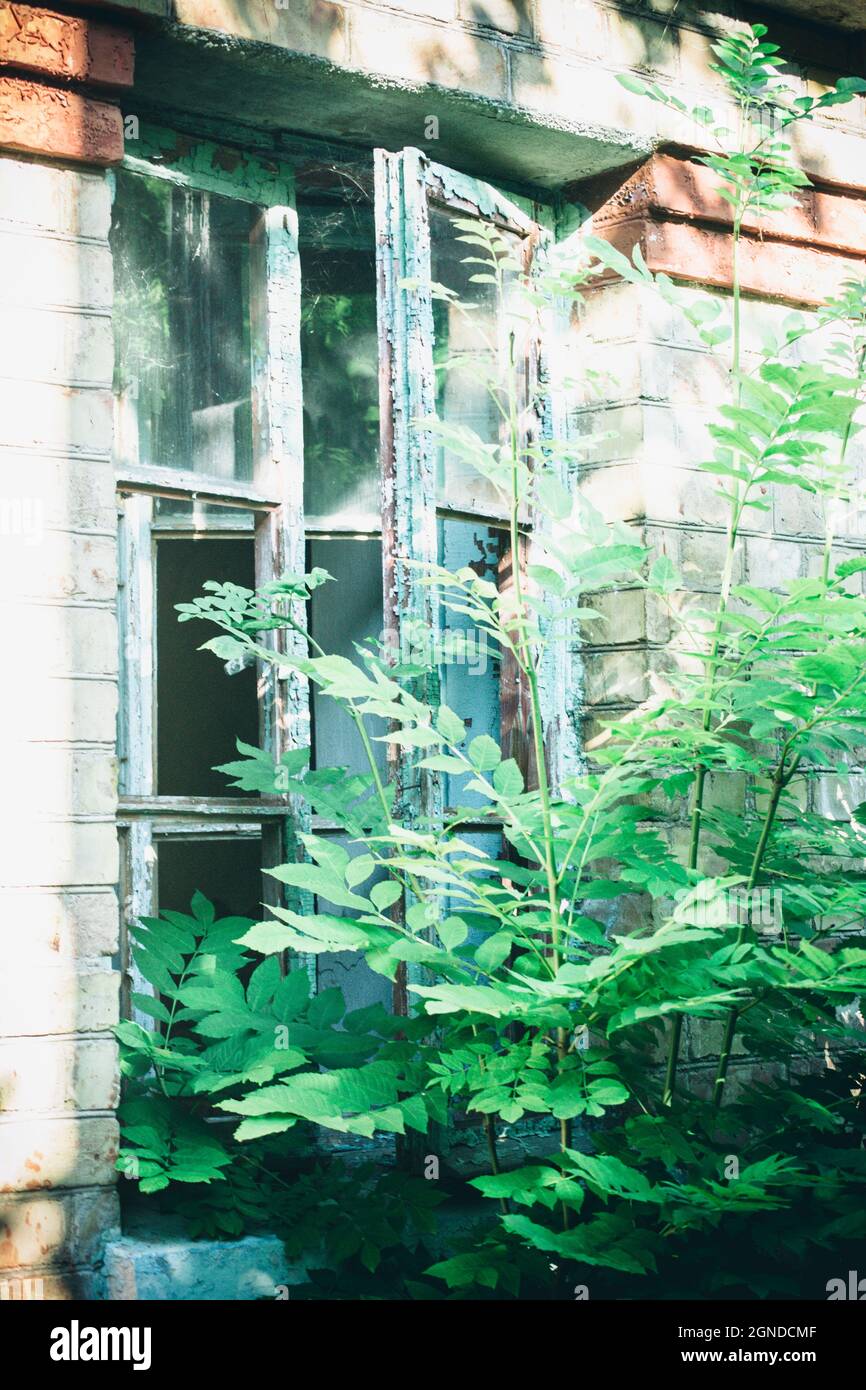 Old broken window overgrown with bush Stock Photo - Alamy