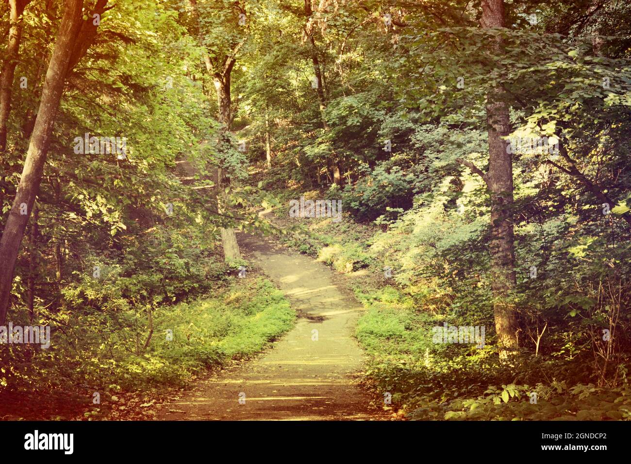Grass path forest hi-res stock photography and images - Alamy