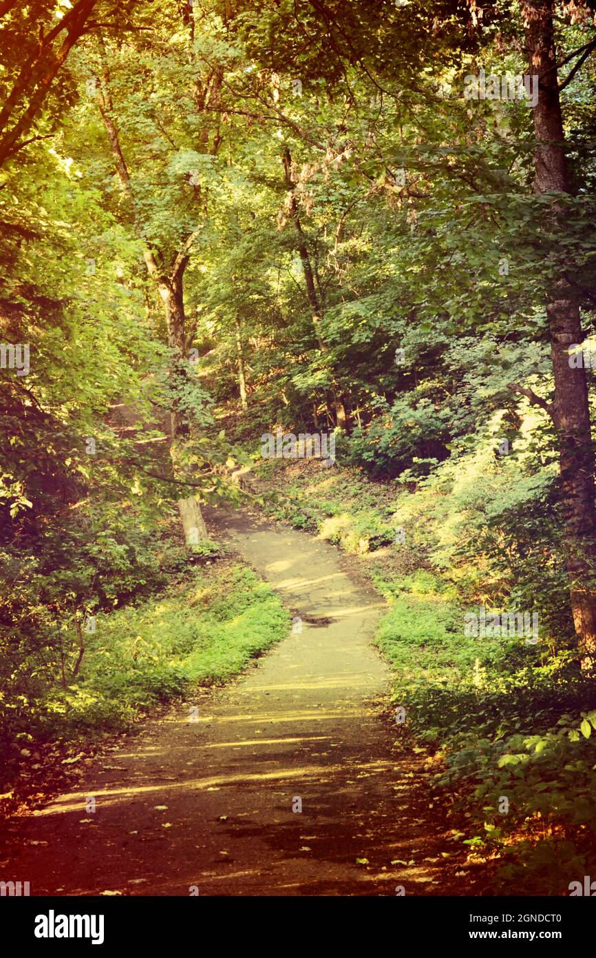 Path to the forest Stock Photo - Alamy