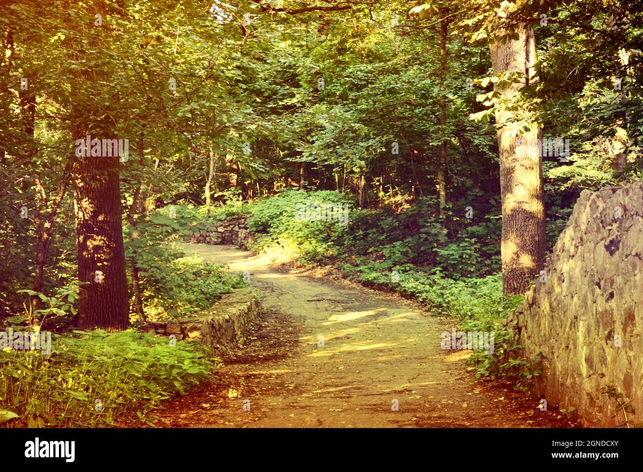 Empty jungle forest path hi-res stock photography and images - Alamy