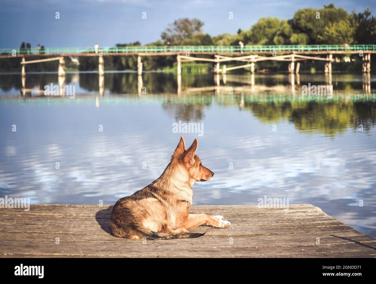 dog waiting dock Stock Photo - Alamy