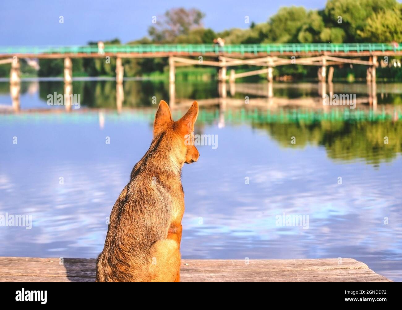 dog waiting dock Stock Photo - Alamy
