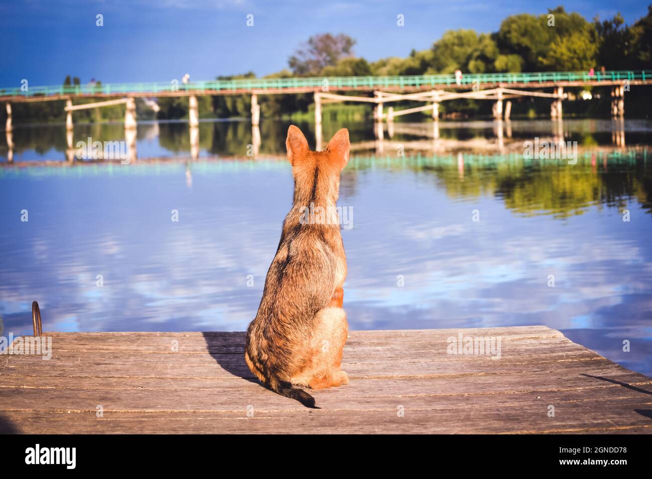Dog lake dock hi-res stock photography and images - Alamy