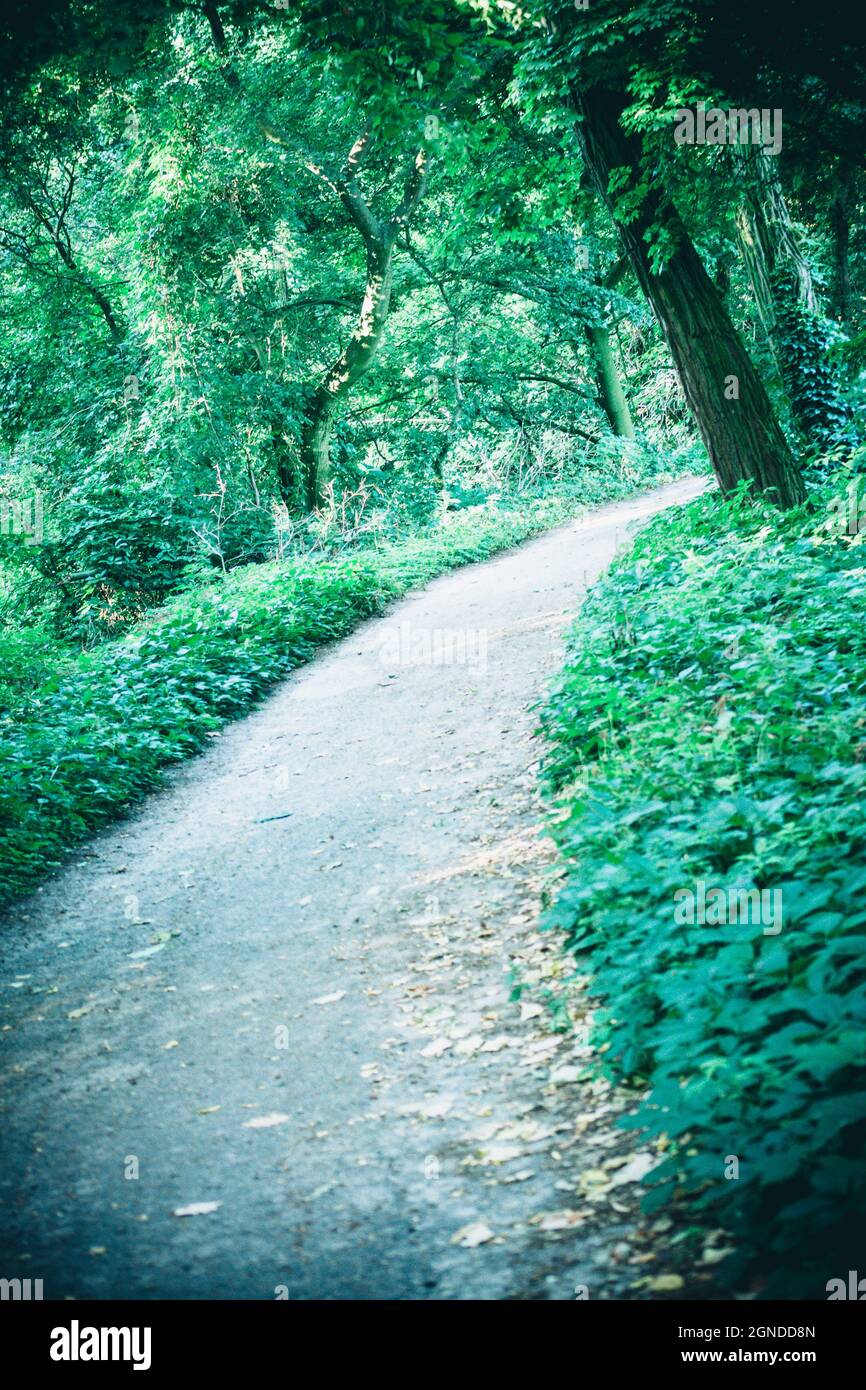 Road in the forest park in the spring Stock Photo - Alamy